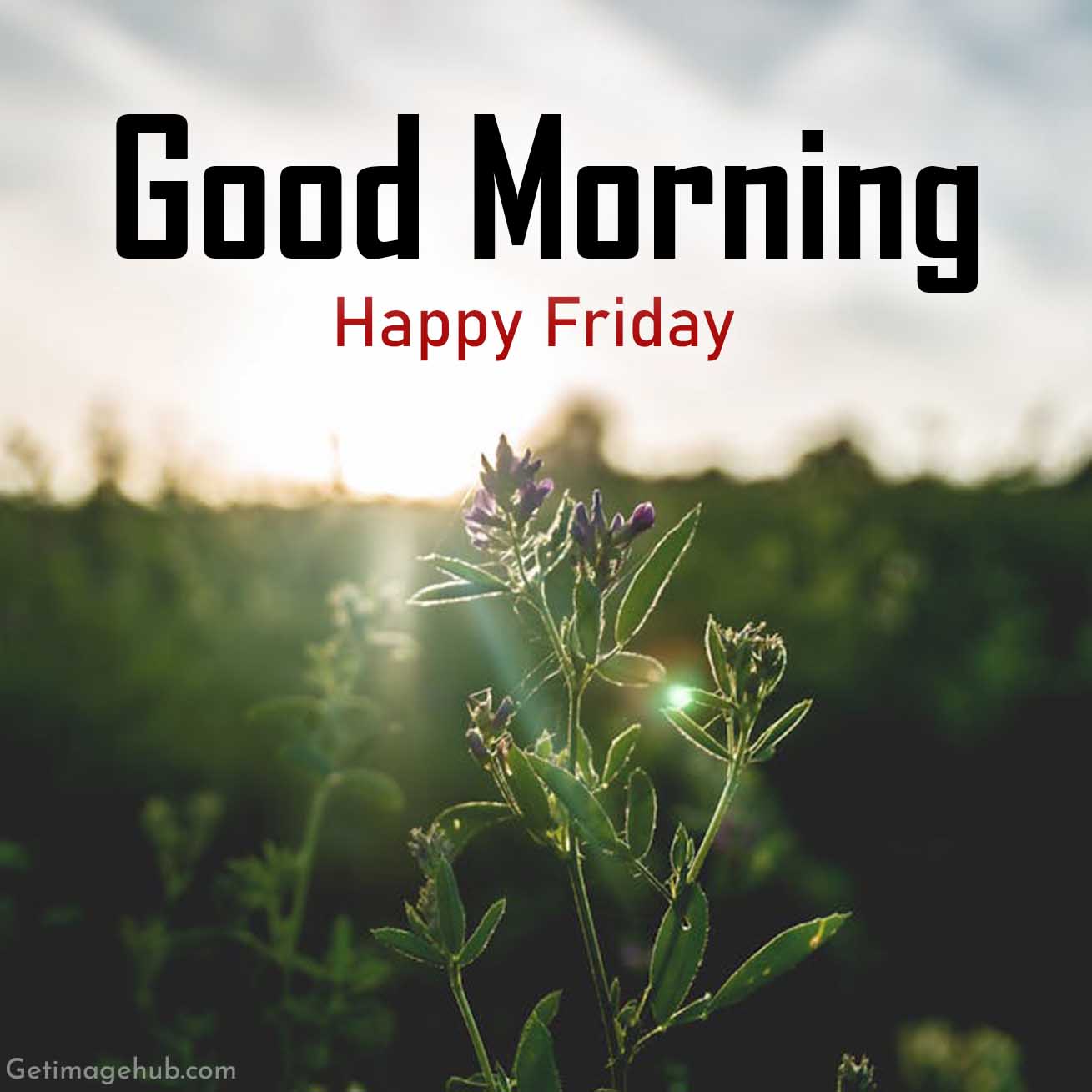 70+ Good Morning Friday Images 2024 Picture HD For Free